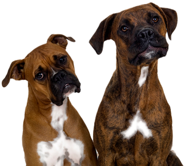 Download Boxer - Full Size PNG Image - PNGkit