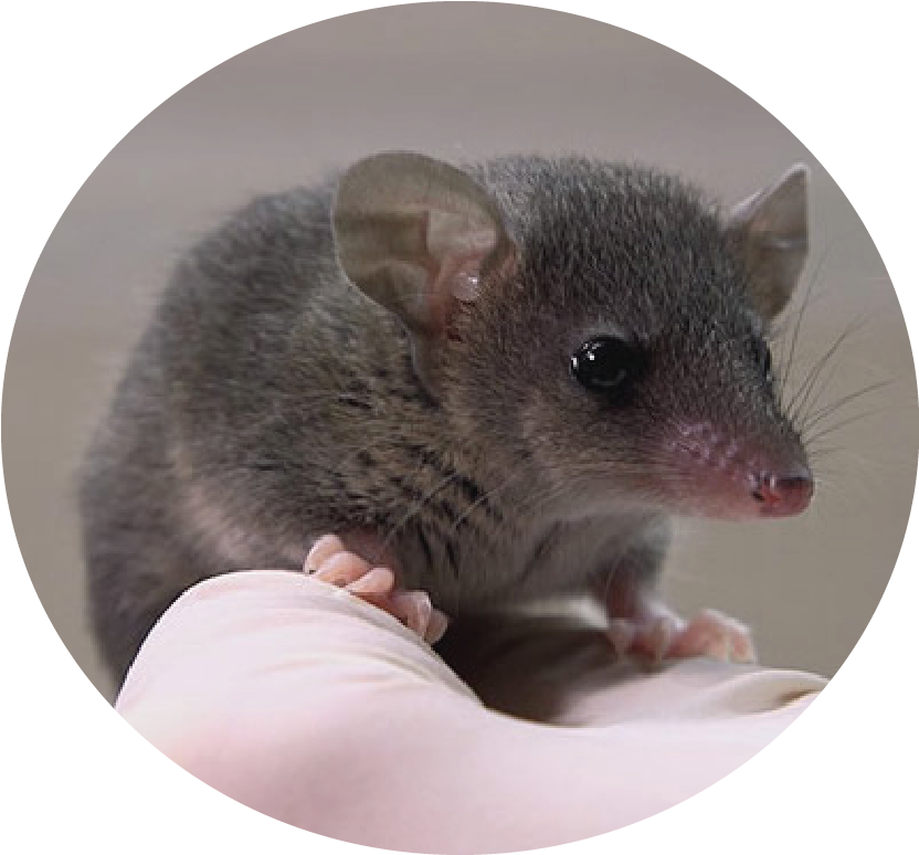 Download Sears Lab Mission - Rat - Full Size PNG Image - PNGkit