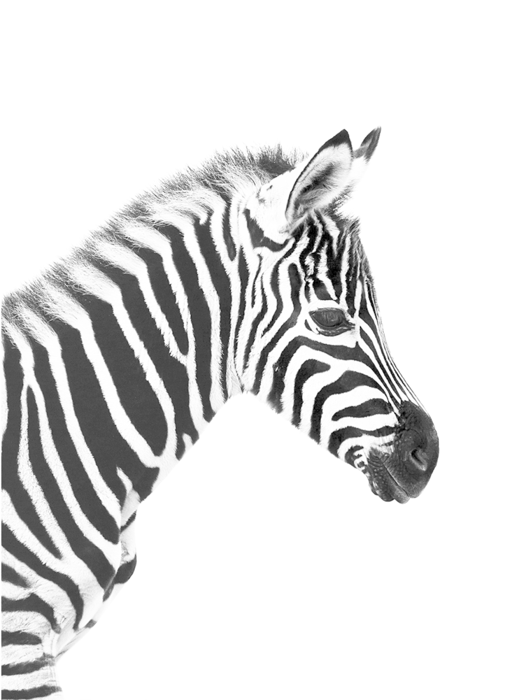 Download Transparent Baby Zebra Wall Print - PNGkit