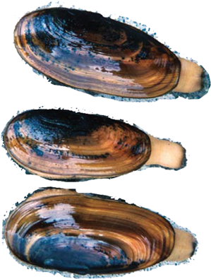 Download Wild Razor Clams - Baltic Clam - Full Size PNG Image - PNGkit