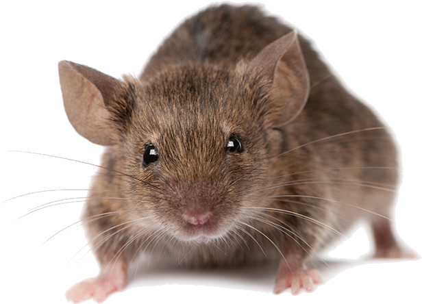 Download Mice Pest Control - Full Size PNG Image - PNGkit
