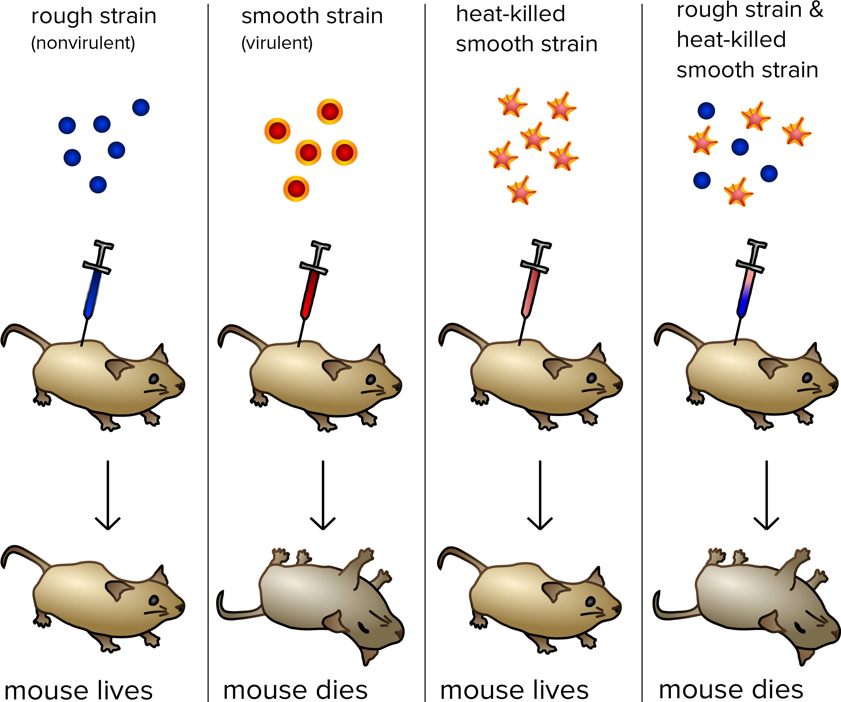 Download Transparent Diagram Illustrating Frederick Griffith's ...