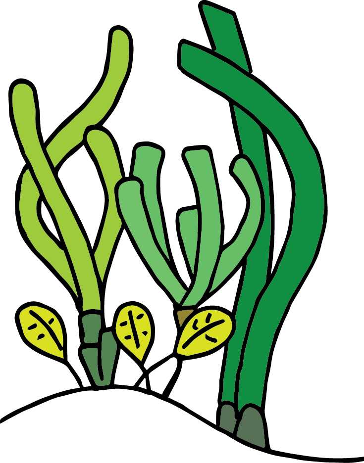 Download Sea Grass Clipart Transparent - Portable Network Graphics ...