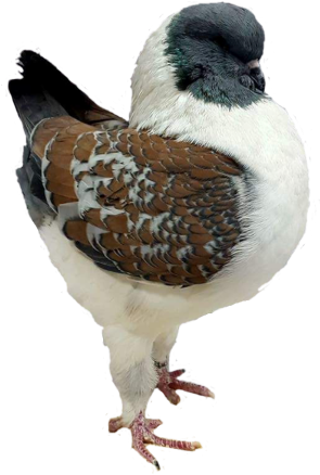 Download Modena - Fancy Pigeon Types And Names - Full Size PNG Image ...