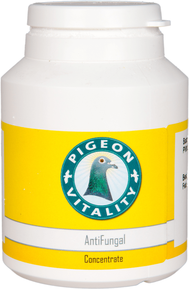 Download Healthy Pigeons - Racing Pigeon - Full Size PNG Image - PNGkit