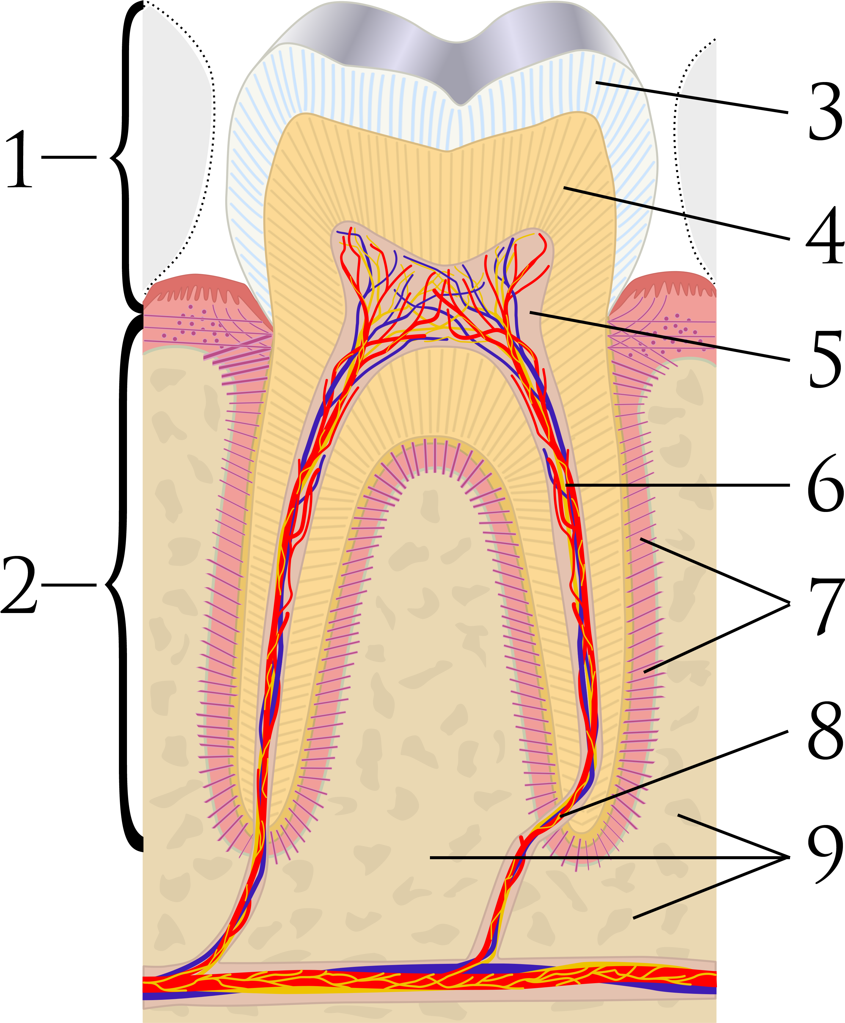 Download Transparent Cross Sections Of Teeth Labels - Tooth Structure ...