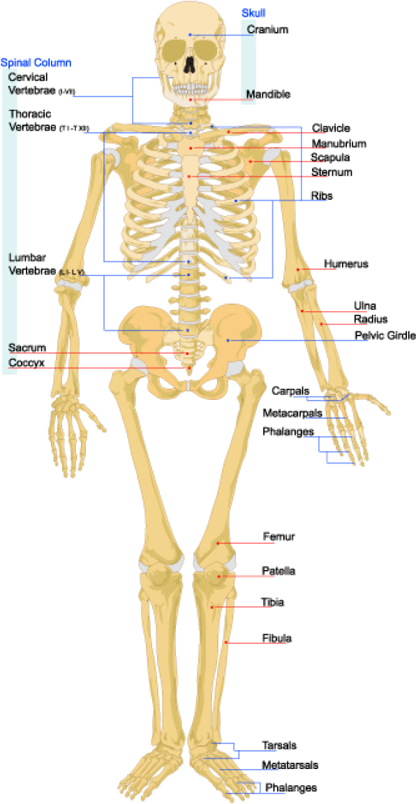 Download The Skeleton Is The Bone And Cartilage Scaffolding - Figure Of ...