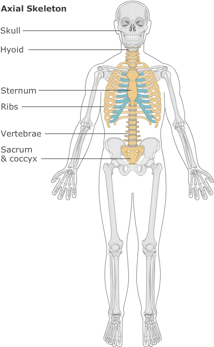 Download Axial Skeleton By Www - Illustration - Full Size PNG Image ...