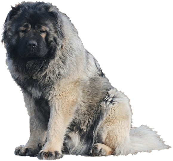 Download Caucasian Shepherd Dog Transparent - Full Size PNG Image - PNGkit