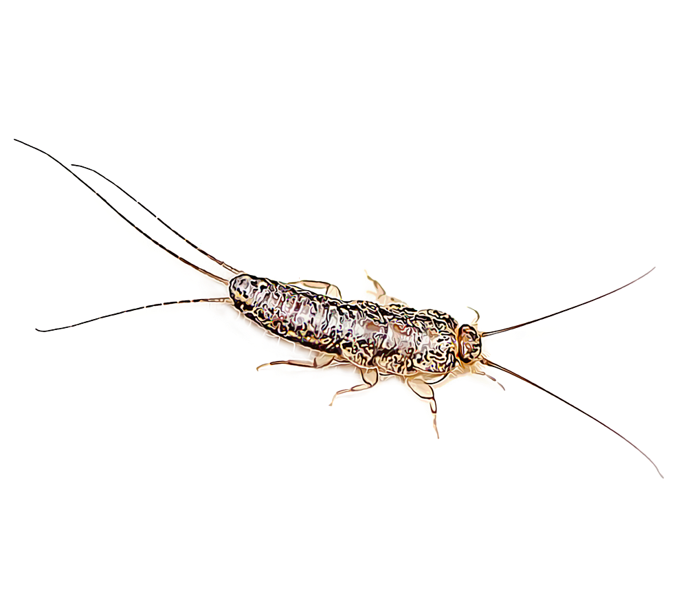 Download Identify And Control Silverfish Gardentech Png Adult ...