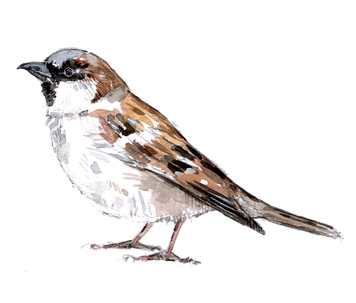 Download Sparrow Png Download Image - House Sparrow - Full Size PNG ...