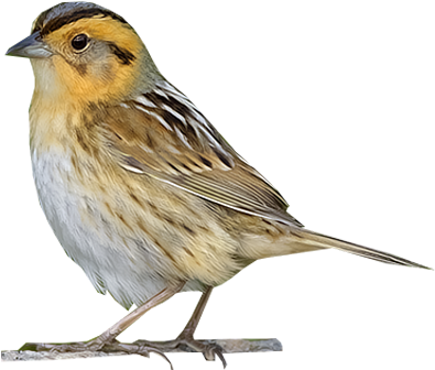 Download Autumn Birds Png - Full Size PNG Image - PNGkit