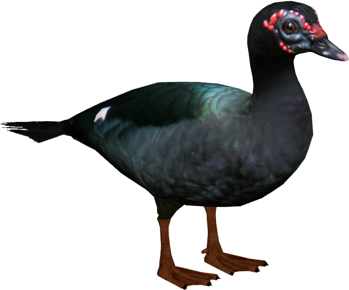 Download Muscovy Duck 3 - Wiki - Full Size PNG Image - PNGkit