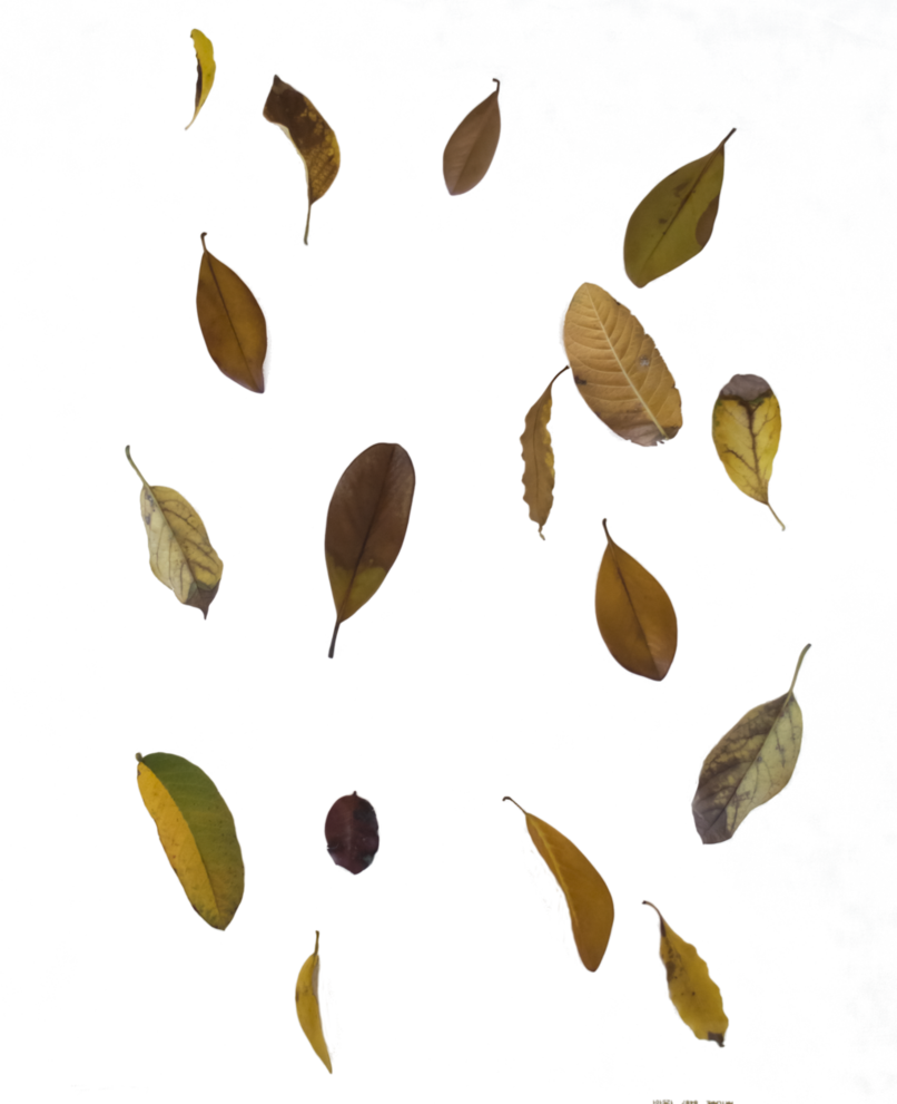 Download Falling Autumn Leaves Transparent Images - Leaf Fall Png ...