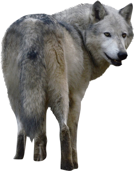 Download Image - Wild Animals 3 Png - Full Size PNG Image - PNGkit