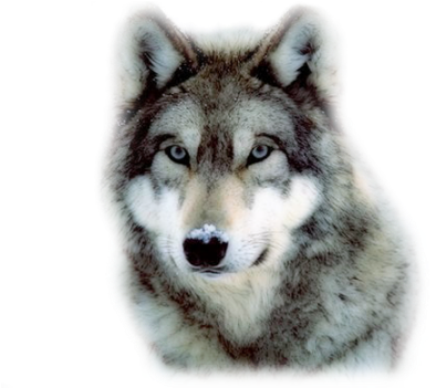 Download Gray Wolf - Full Size PNG Image - PNGkit