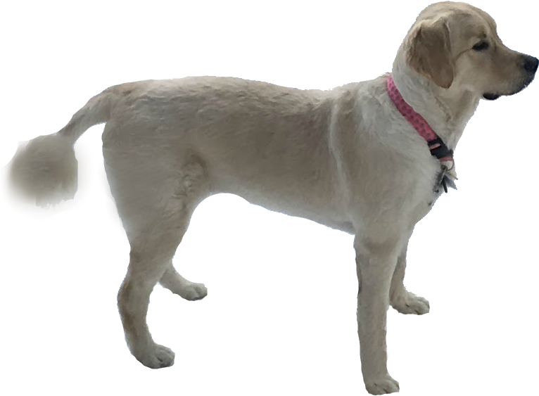 Download Scylla Byrge Scylla Byrge Scyllabyrge Golden Retriever - Dog ...