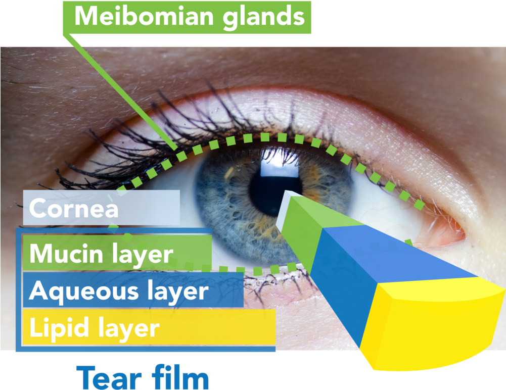 Download Aqueous Human Eye Many Pictures Png Aqueous Png Human - Primal ...