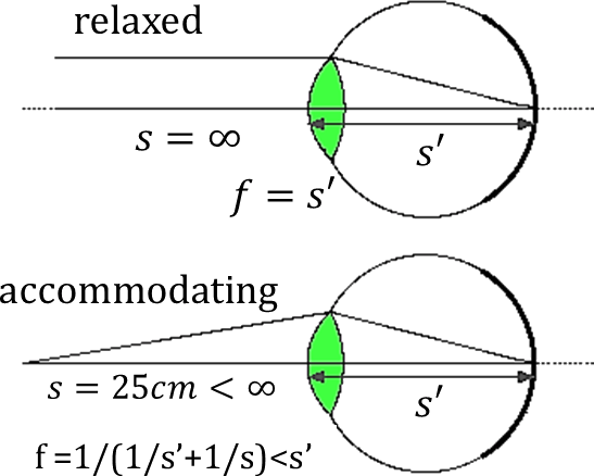Download This Diagram Shows Human Eye Can Focus Objects - Human Eye Ray ...