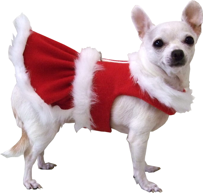 Download Christmas Dog Transparent Background - Full Size PNG Image ...