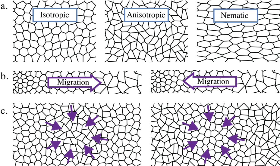 Download Tissue Cells Respond To Tissue Stress Gradients - Tissues ...