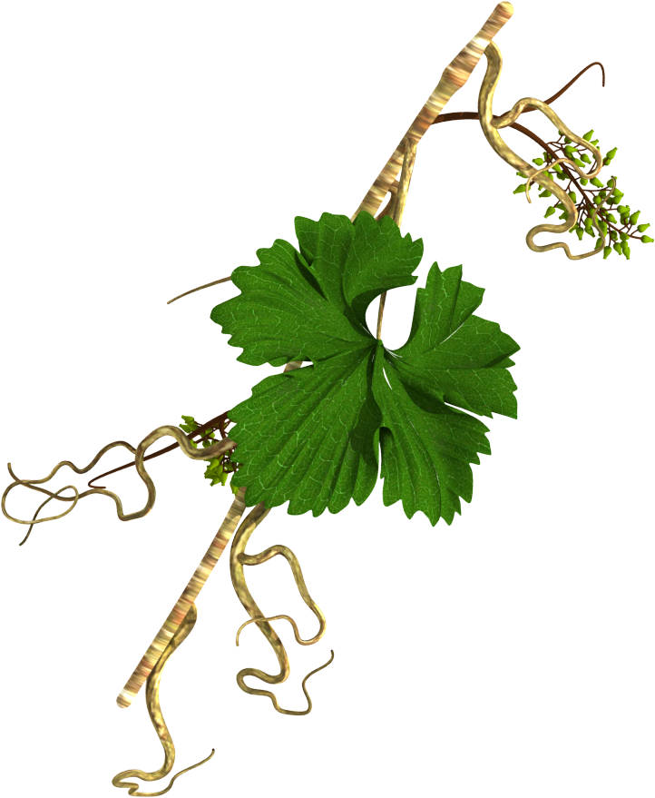 Download Grape Vine In Diagonal Alignment - Grapevine Stems Png - Full ...
