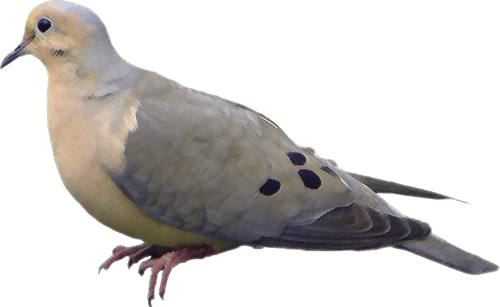 Download Dove - Full Size PNG Image - PNGkit