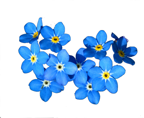 Download Forget Me Nots Png - Full Size PNG Image - PNGkit