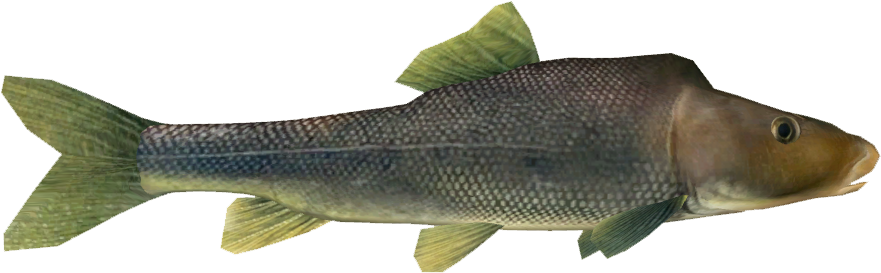 Download Razorback Sucker - Colorado Plateau - Full Size PNG Image - PNGkit