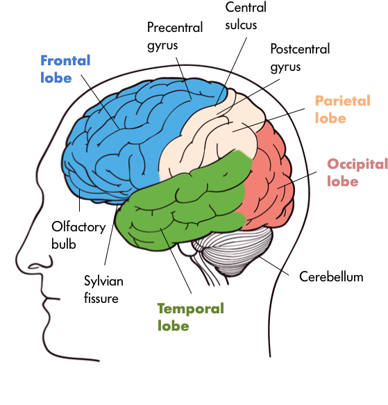 Download Four Lobes Of The Brain In The Front We Have The Frontal ...