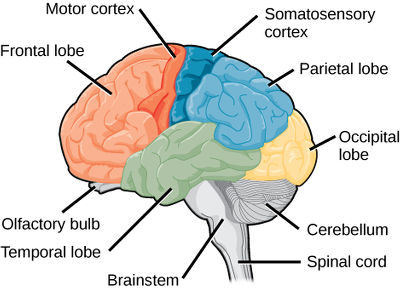 Download The Central Nervous System - Cerebral Cortex Lobes - Full Size ...