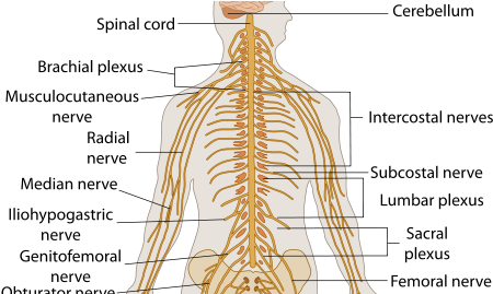 Download Transparent Body Nerves Diagram - PNGkit