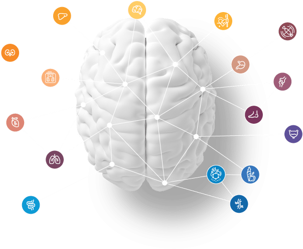 Download Nemechek Autonomic System Homepage Brain Diagram - Autonomic ...