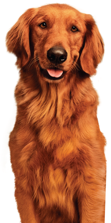 Download Duke - Duke The Bush Bean Dog - Full Size PNG Image - PNGkit