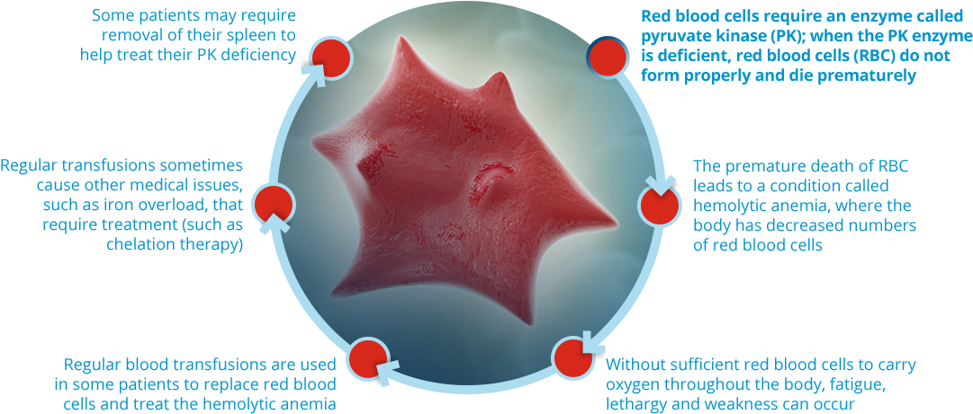 Download What Happens In Patients With Pk Deficiency - Star Cell ...