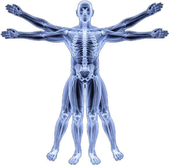 Download Human Skeleton Png - Human Body Biomechanics - Full Size PNG ...
