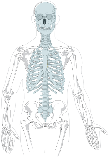 Download Skeleton Clipart Human Biology - Axial Skeleton No Labels ...