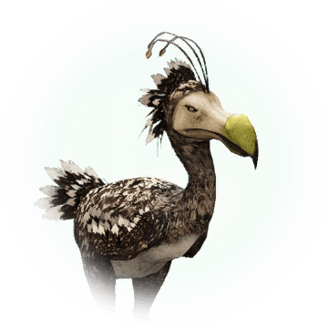 Download Kuku Bird - Full Size PNG Image - PNGkit