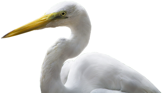 Download Egret Bird Png - Full Size PNG Image - PNGkit