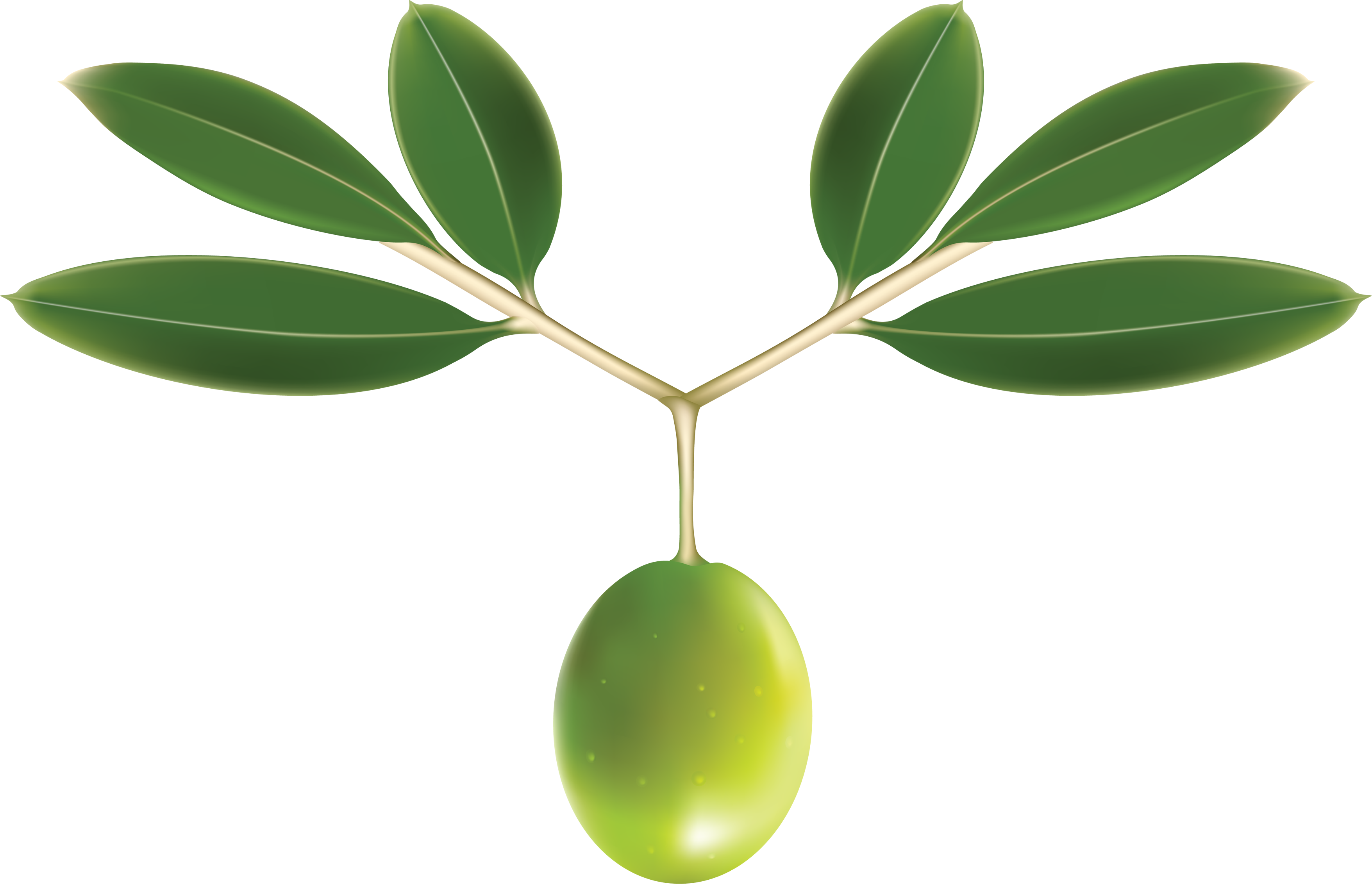 Download Olive Vector Free - Full Size PNG Image - PNGkit