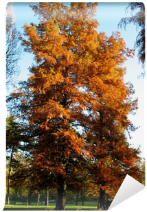Download Bald Cypress - Full Size PNG Image - PNGkit
