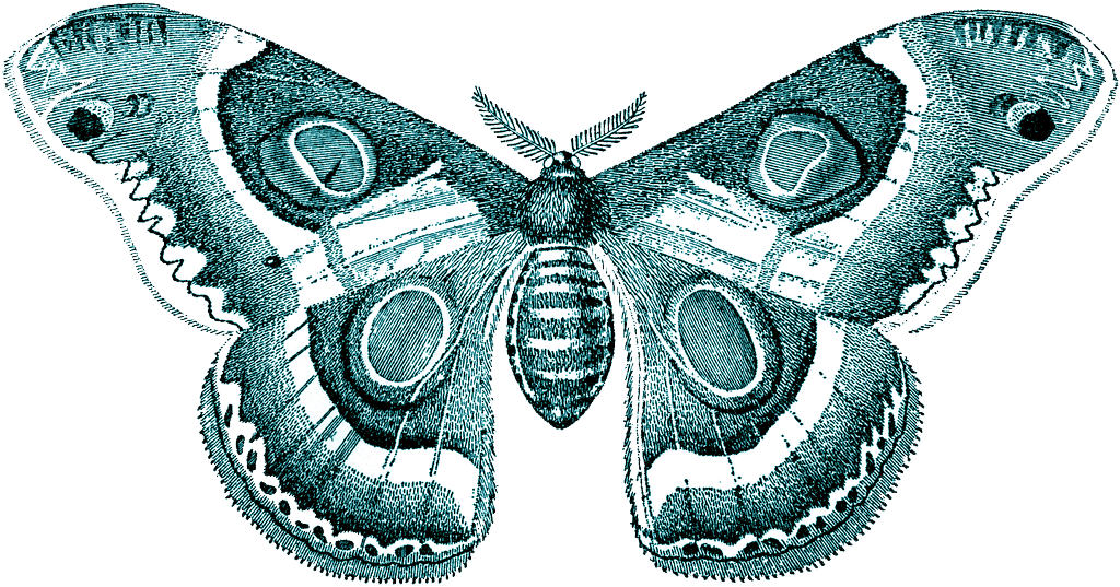 Download Moth Transparent Png - Butterfly Png - Full Size PNG Image ...