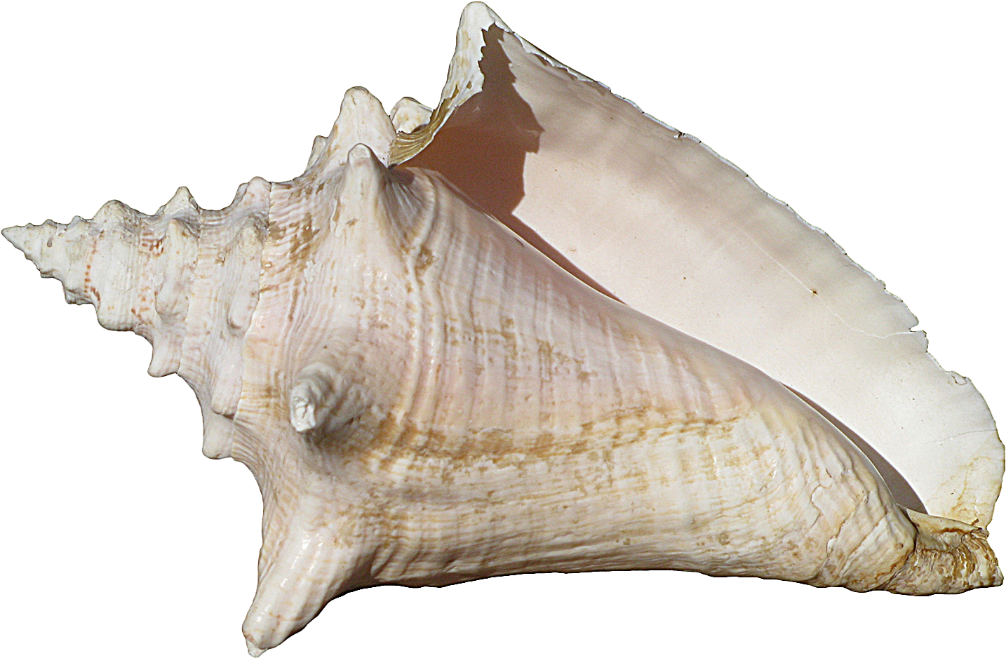 Download Conch Transparent - Conch Shell - Full Size PNG Image - PNGkit
