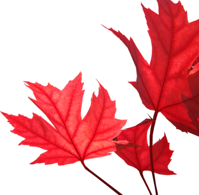 Download Psd Detail - Tree With Red Leaves - Full Size PNG Image - PNGkit