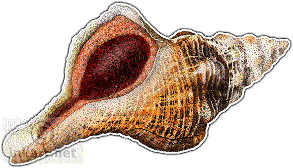 Download Florida Horse Conch Decal - Art - Full Size PNG Image - PNGkit