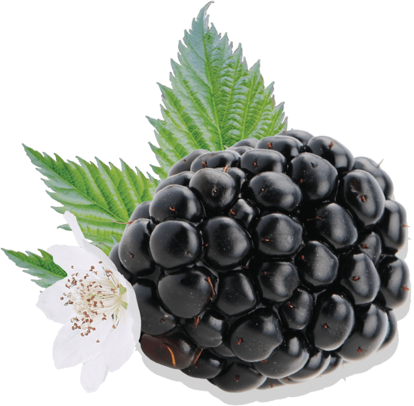 Download Blackberry - Fruit - Full Size PNG Image - PNGkit