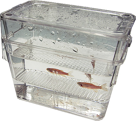Download Fertilized Eggs Filter Through A False-bottomed Mating ...
