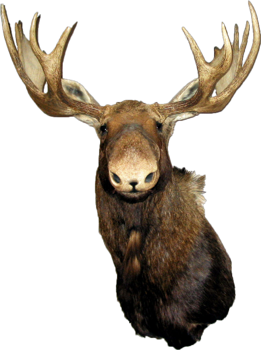 Download G 2d Tntcrate Tnt Moose - Moose Head - Full Size PNG Image ...