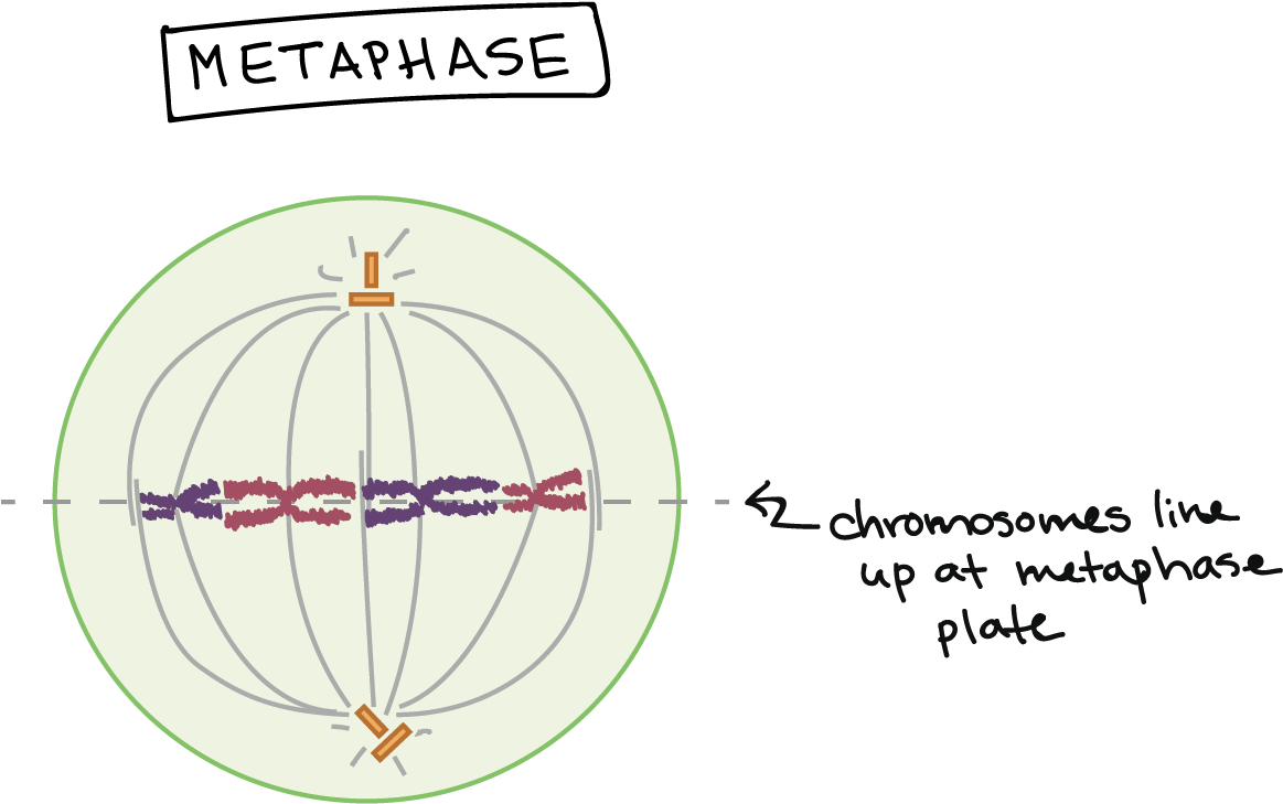 Download Transparent Chromosomes Line Up At The Metaphase Plate, Under ...