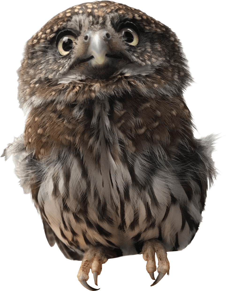 Download Pygmy Owl - Owl - Full Size PNG Image - PNGkit